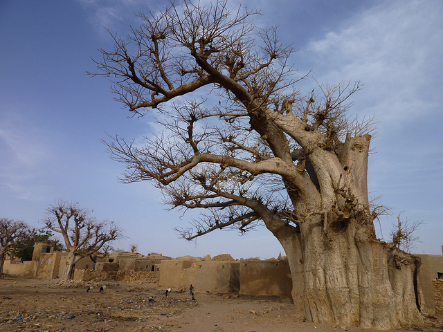 Mali’s giant trees and fortune-telling foxes | Under The Banyan
