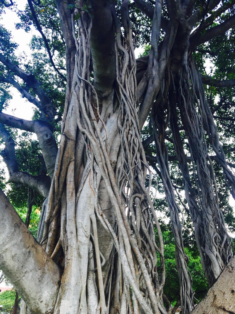 10 things you need to know about banyan trees | Under The Banyan