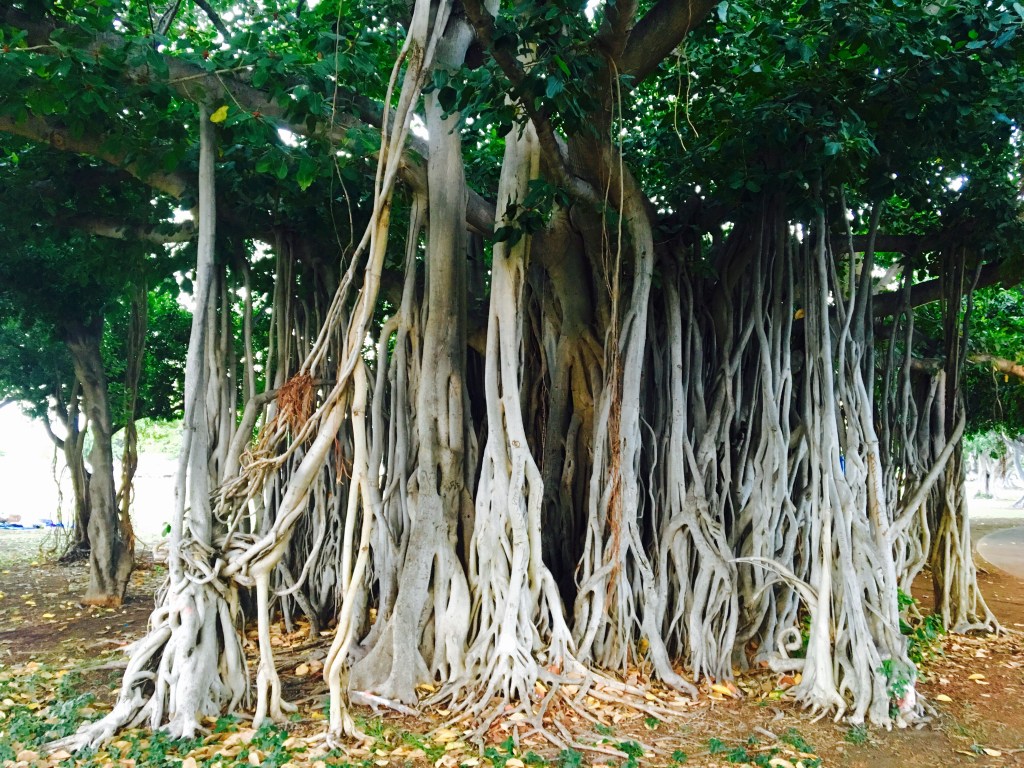 10 things you need to know about banyan trees | Under The Banyan