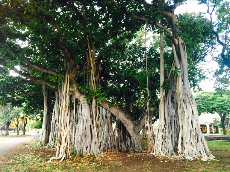 10 things you need to know about banyan trees | Under The Banyan