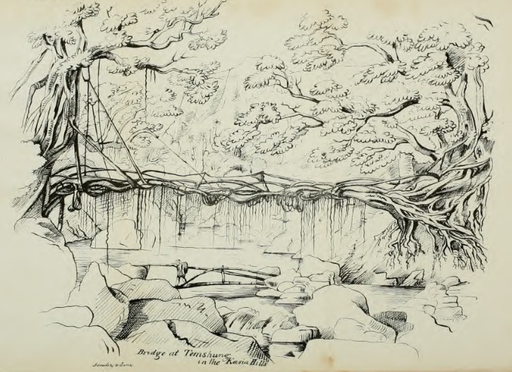 Can living fig-tree bridges save lives in a changing climate? | Under ...