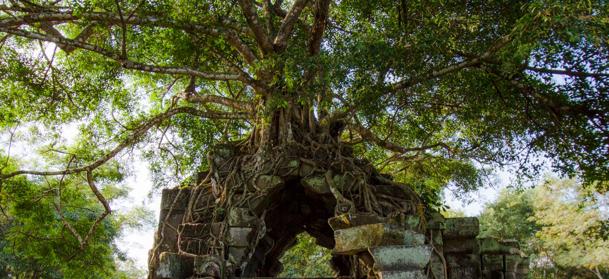 The magic of tropical forests and the fig trees that live in them ...