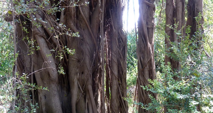 Where falling fig trees portend political change | Under The Banyan