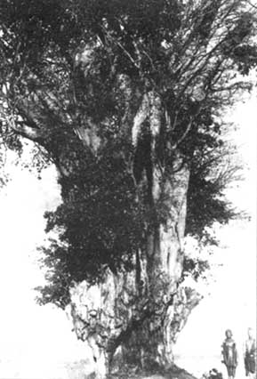 What happened when Christian missionaries met Kenya’s sacred fig trees ...