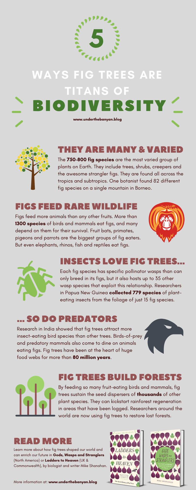 Infographic: 5 ways fig trees are titans of biodiversity | Under The Banyan